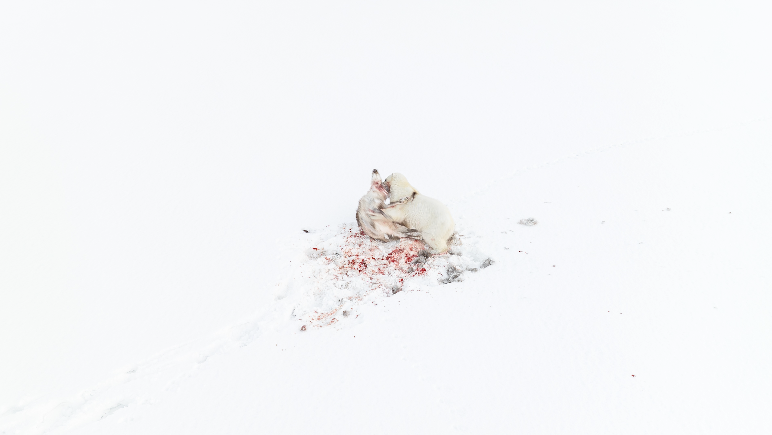 DJI Profiles - Florian Ledoux - Polar Obsession