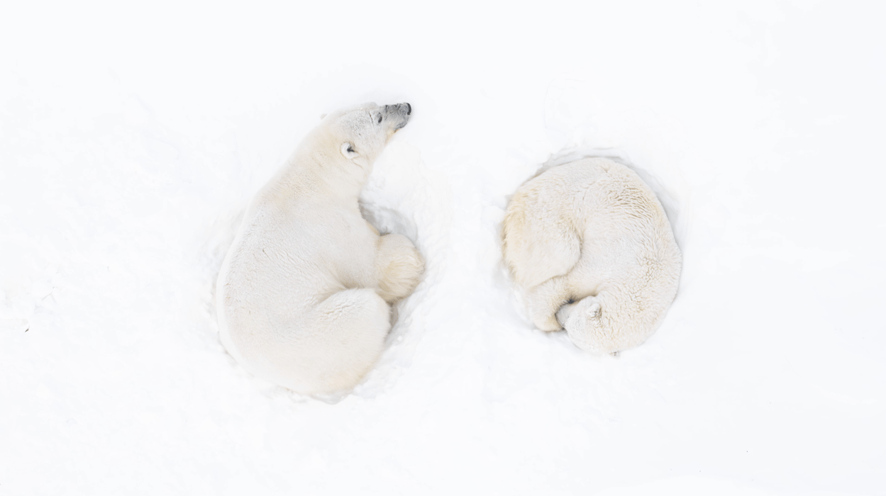 DJI Profiles - Florian Ledoux - Polar Obsession